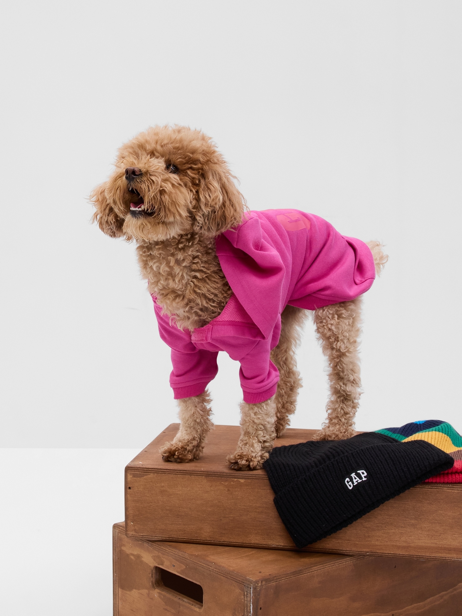 Gap Logo Pet Hoodie | Gap